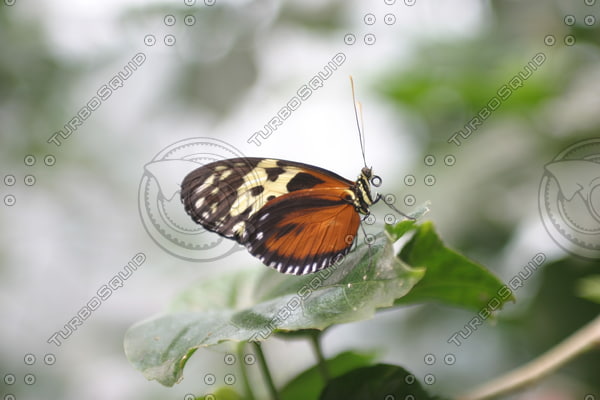 Stock JPEG butterfly digitalreflection insect