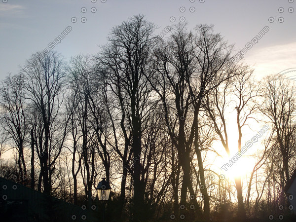 Stock JPEG trees forest winter