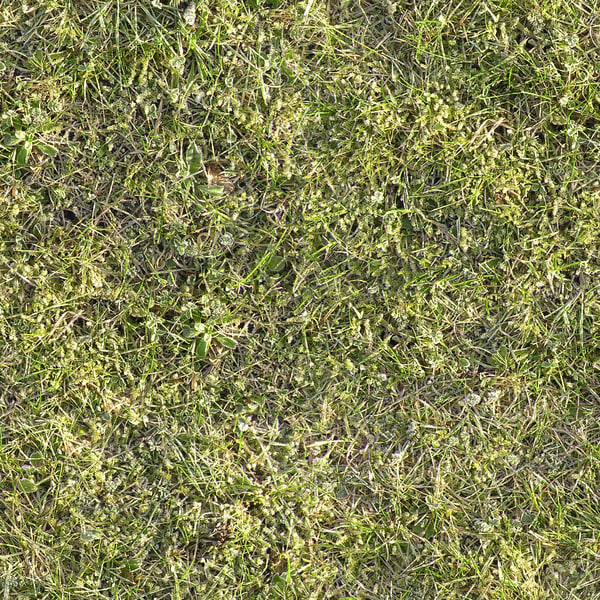 Texture JPEG grass ground leaves