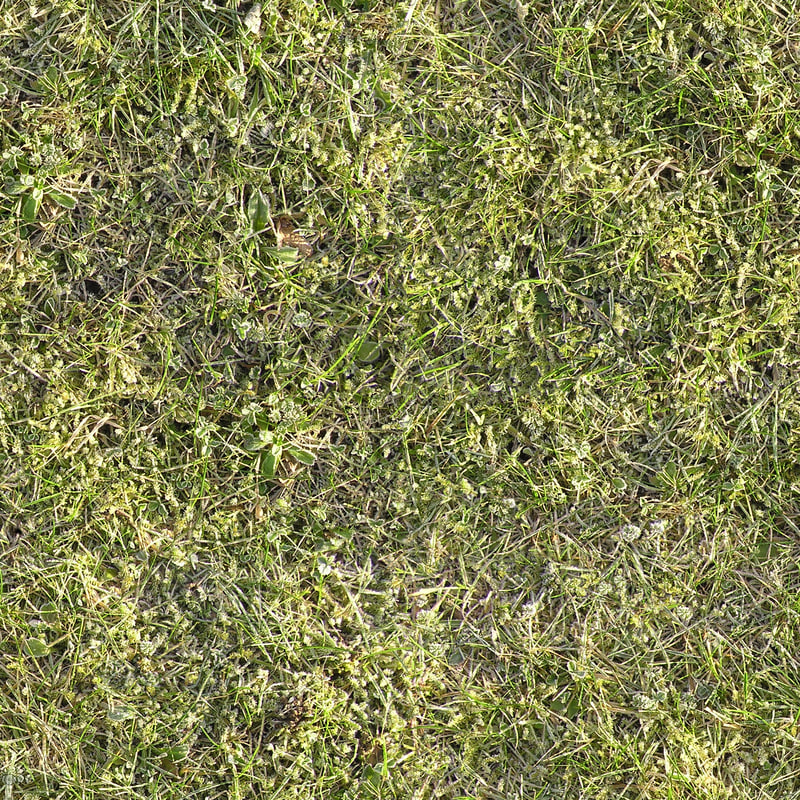 Texture JPEG grass ground leaves