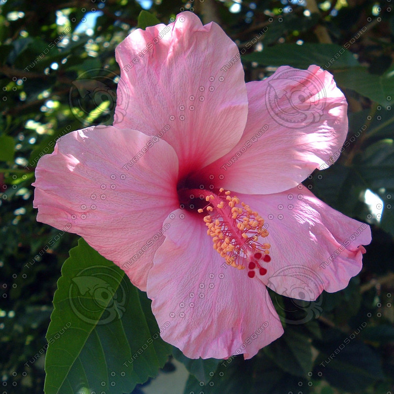 Stock JPEG flower pink center