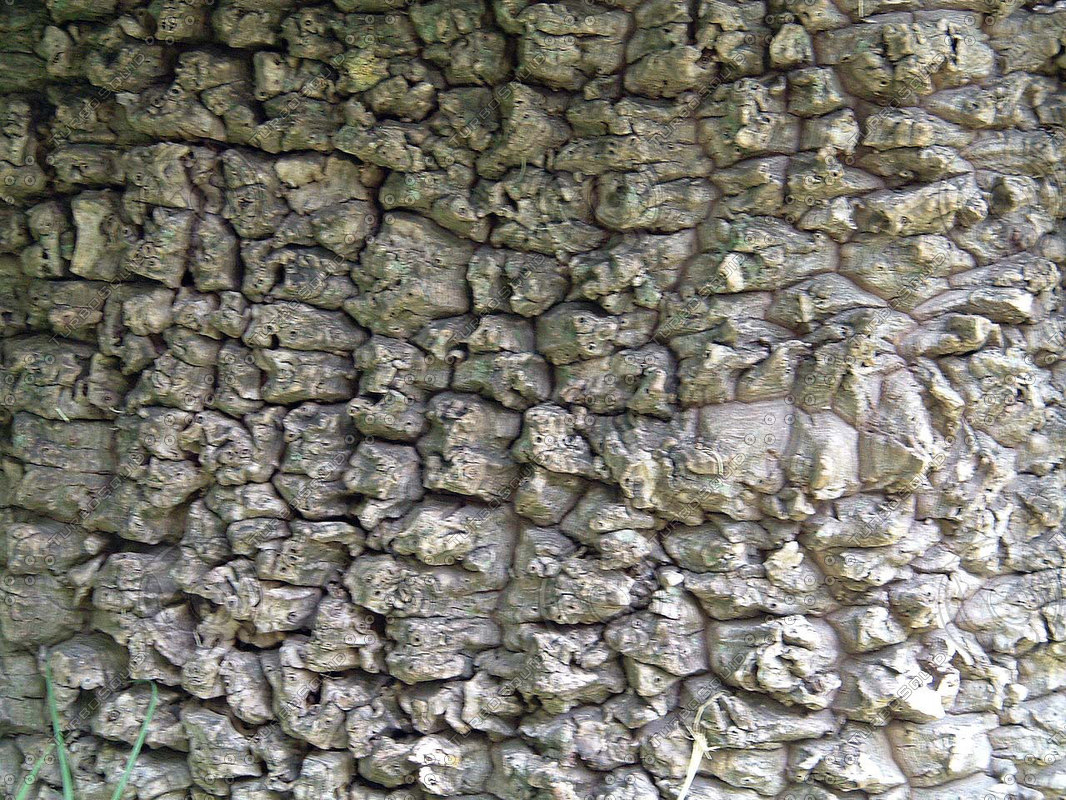 Texture JPEG bark bump