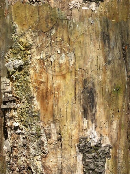 Texture JPEG tree bark nature