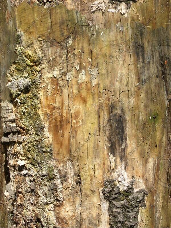Texture JPEG tree bark nature