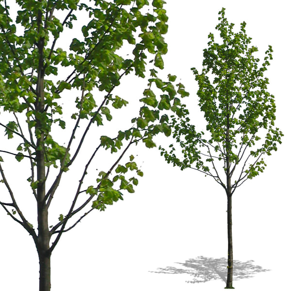 Texture Photoshop tree trees architectural