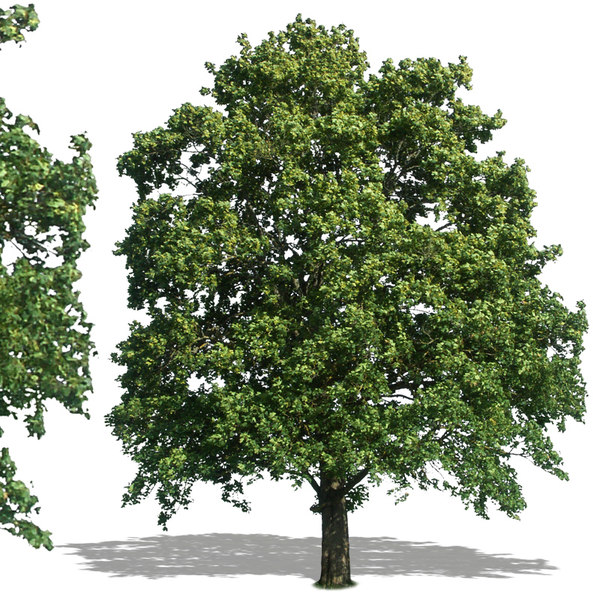 Texture Photoshop tree trees deciduous