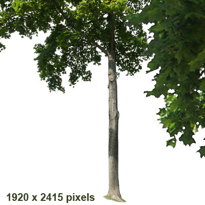 Texture Photoshop trunk tree deciduous