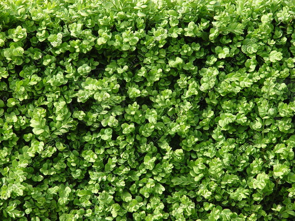 Texture JPEG bush thicket tree