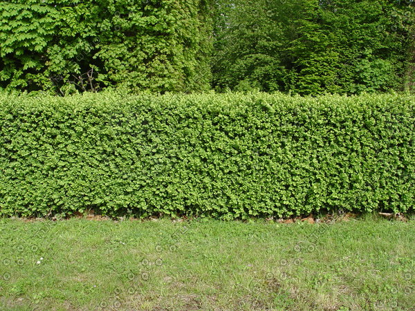 Texture JPEG bush thicket tree