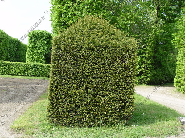 Texture JPEG bush thicket tree