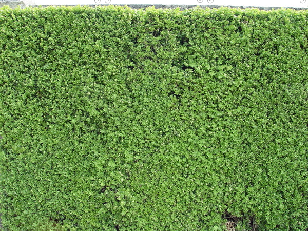 Texture JPEG bush thicket tree