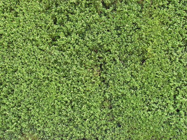 Texture JPEG bush thicket tree