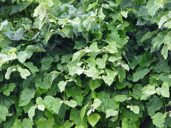 Texture JPEG bush thicket tree