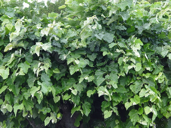 Texture JPEG bush thicket tree