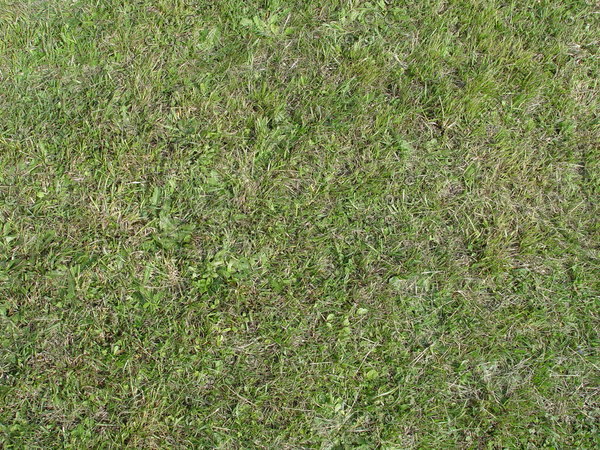 Texture JPEG ground floor grass