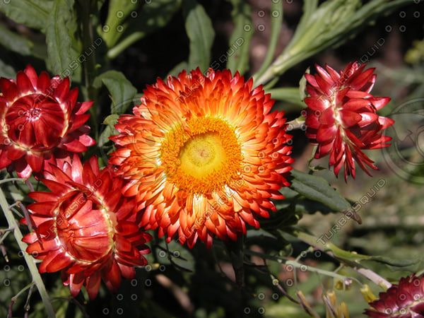 Stock JPEG flower texture high
