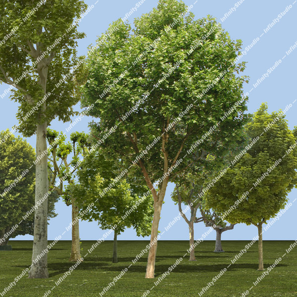 Texture JPEG Plane Tree Sycamore