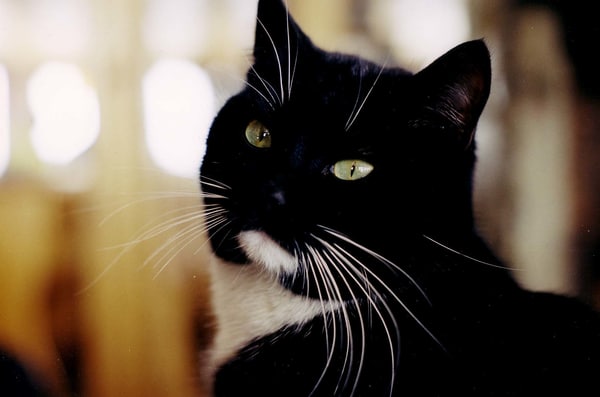 Stock JPEG Cat Feline Pet