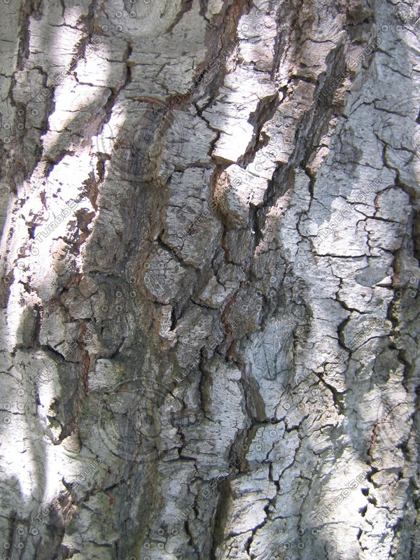 Texture JPEG Alder bark tree