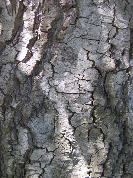Texture JPEG bark alder tree