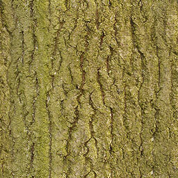 Texture Windows Bitmap bark tree