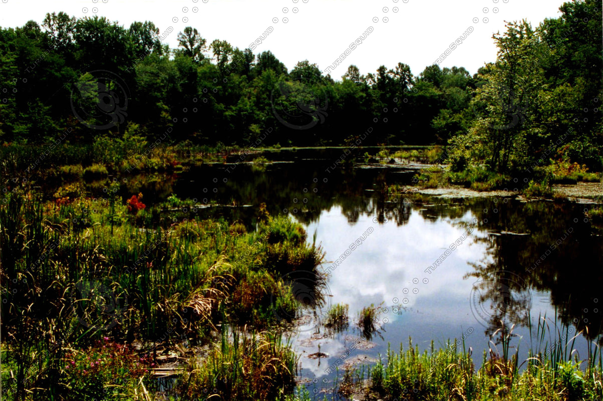 Stock JPEG marsh water trees