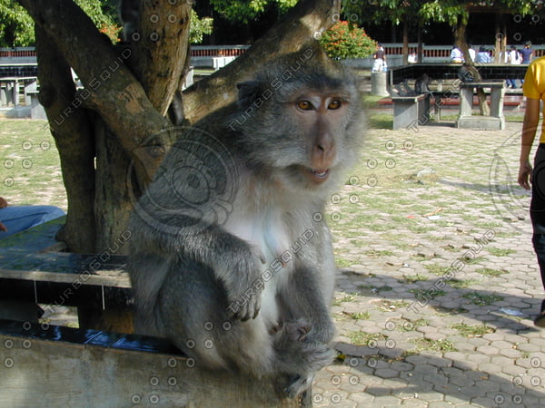 Stock JPEG monkey photo bali