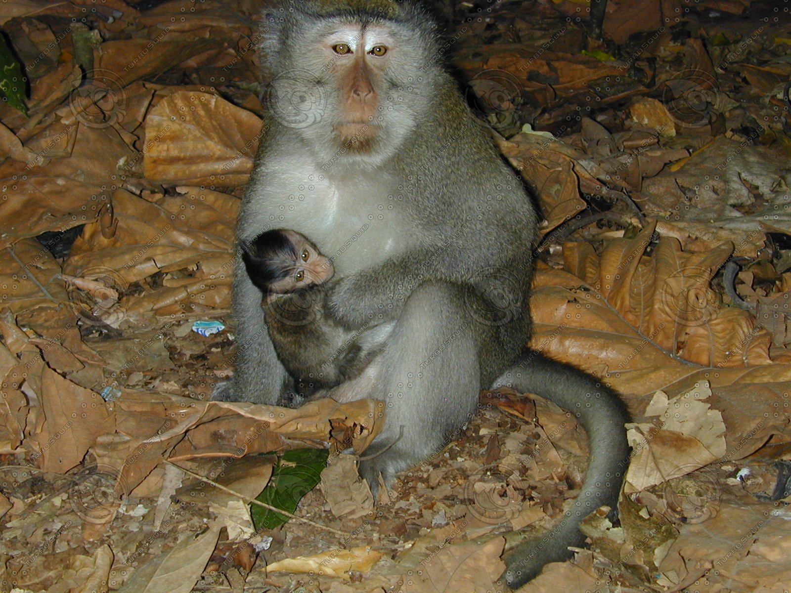 Stock JPEG monkey son photo