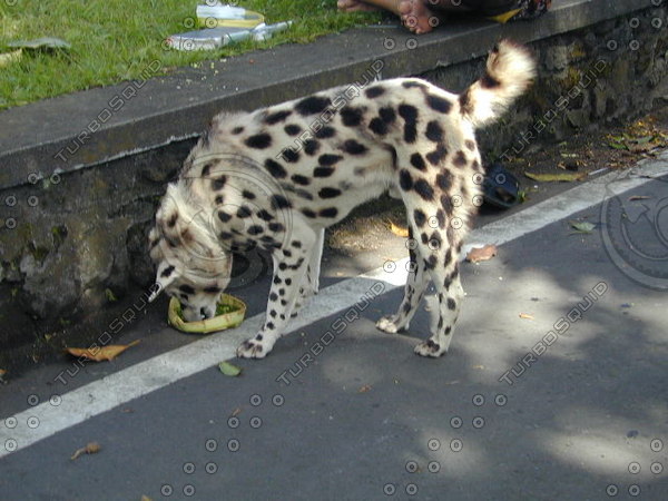 Stock JPEG spot dog photo