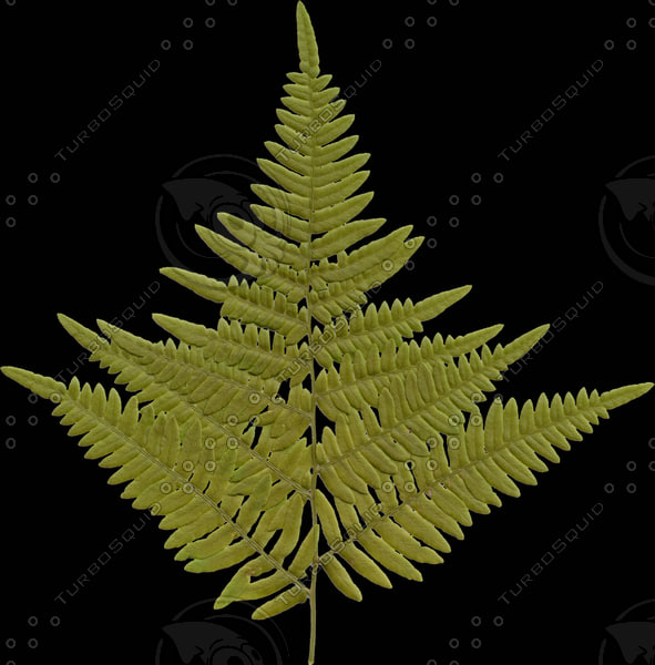 Texture JPEG Fern Plant Plants