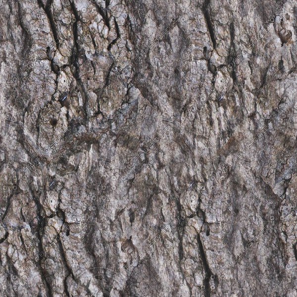 Texture JPEG Tree Bark Natural