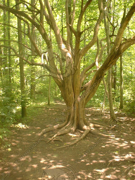 Stock JPEG golden tree sunlight