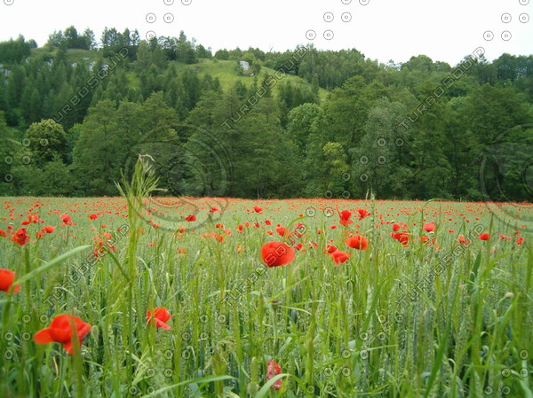 Stock JPEG corn poppy red