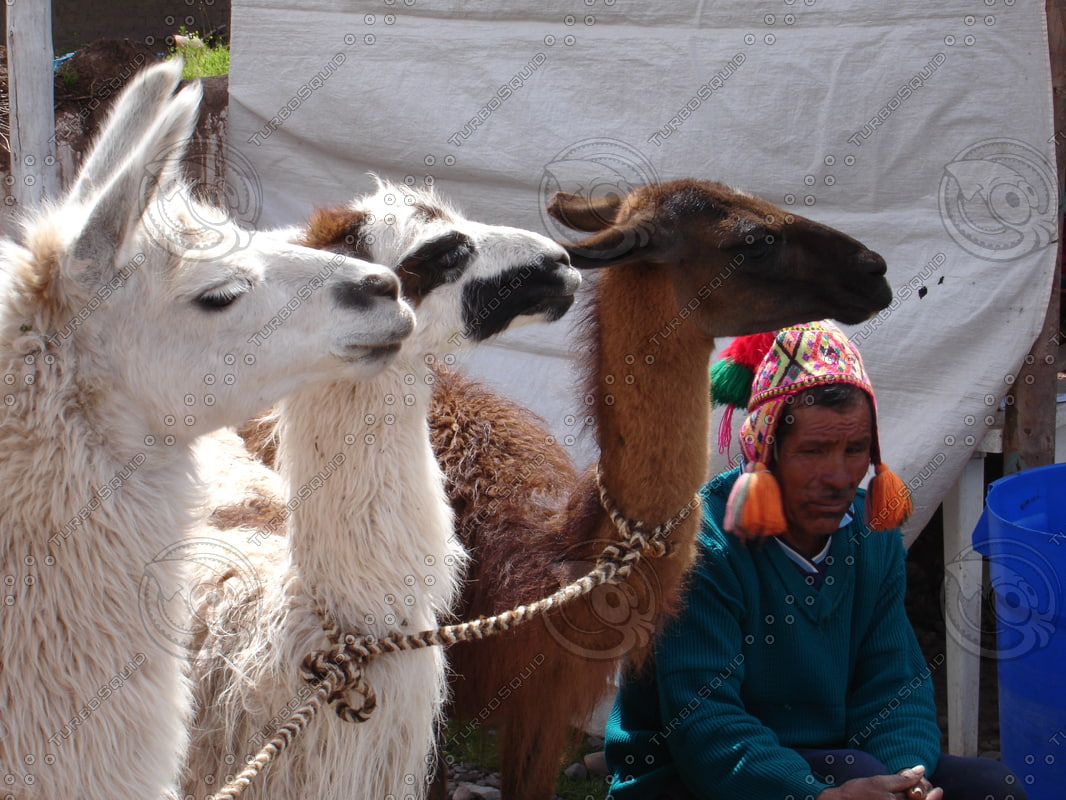 Stock JPEG lama lamas peru