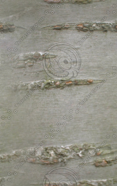 Texture JPEG light tree bark