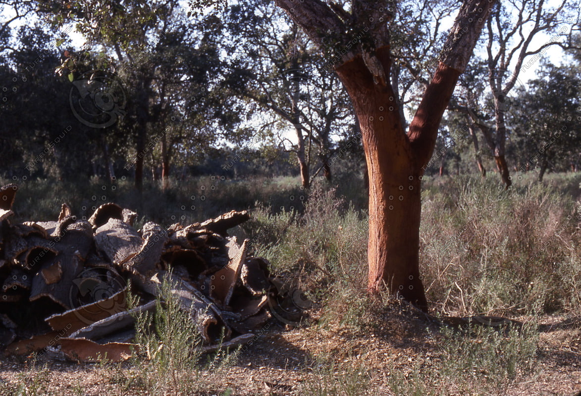 Stock JPEG Morocco cork travel