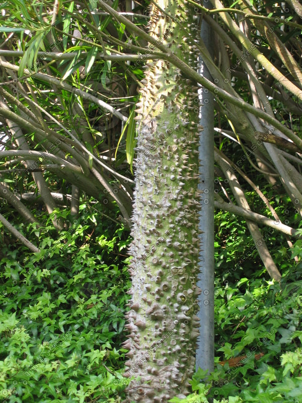 Stock JPEG Tree spikes dangerous