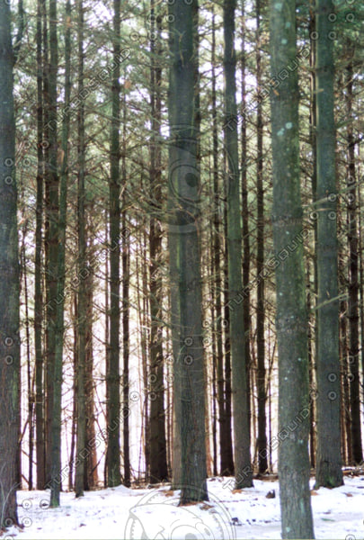 Stock JPEG straight trees woods