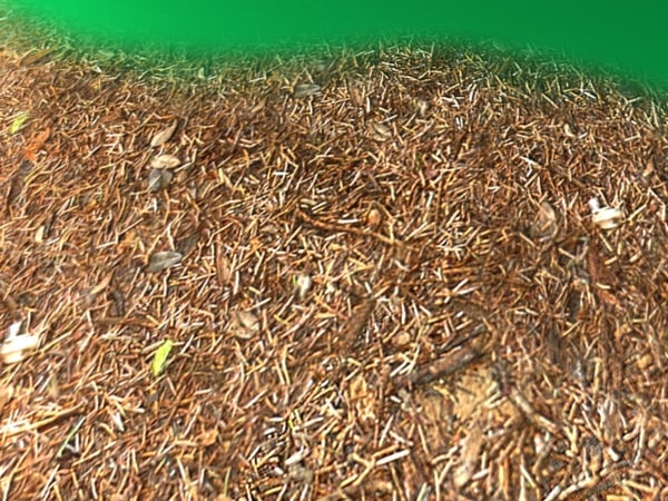 Texture JPEG Forest trail