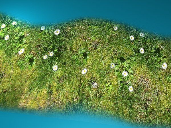 Texture JPEG forest trail