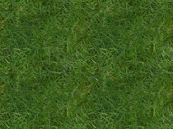 Texture JPEG wet grass ground