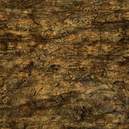 Texture JPEG bark tree nature
