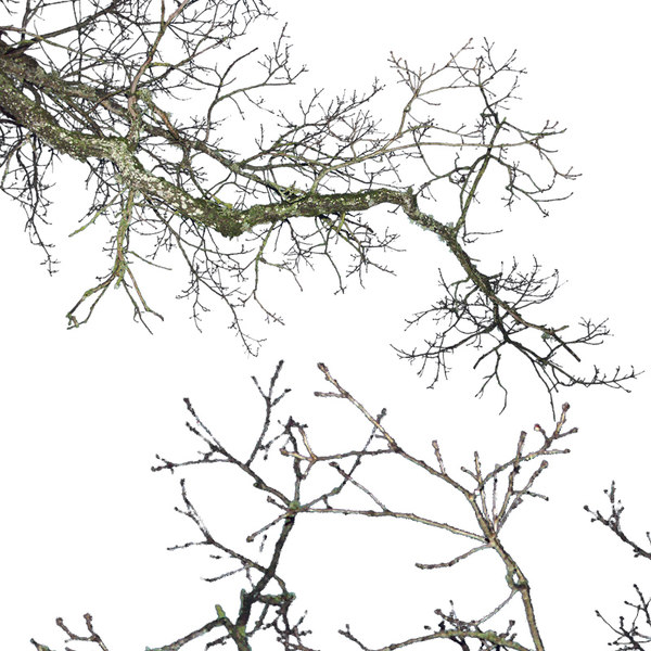 Texture Photoshop ultimate collection plants