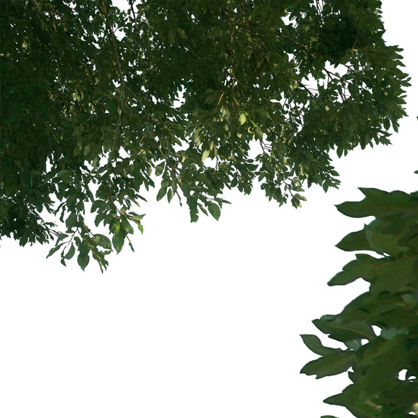 Texture Photoshop ultimate collection plants