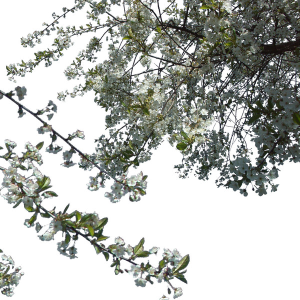 Texture Photoshop ultimate collection plants