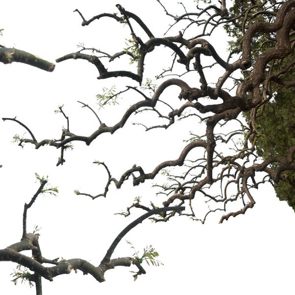 Texture Photoshop ultimate collection plants