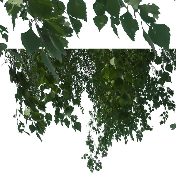 Texture Photoshop ultimate collection plants