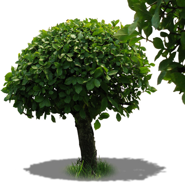 Texture Photoshop ultimate collection plants