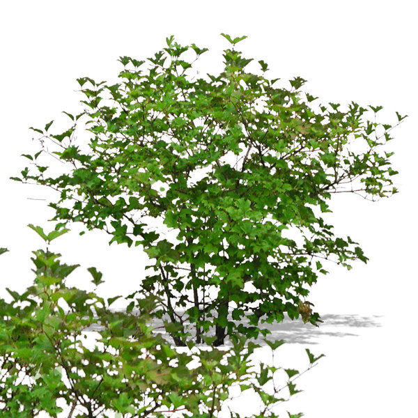 Texture Photoshop ultimate collection plants