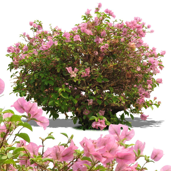 Texture Photoshop ultimate collection plants